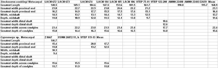 Antilocaprid Measurements