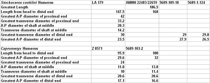 Antilocaprid Measurements