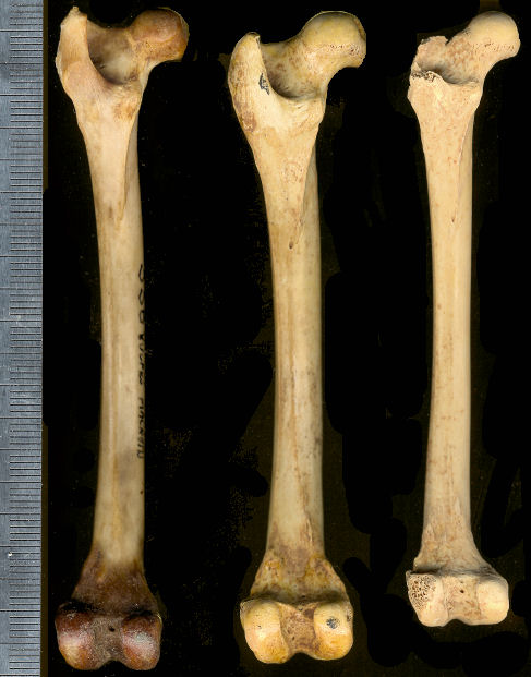 Vulpes vulpes