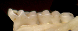 Onychomys