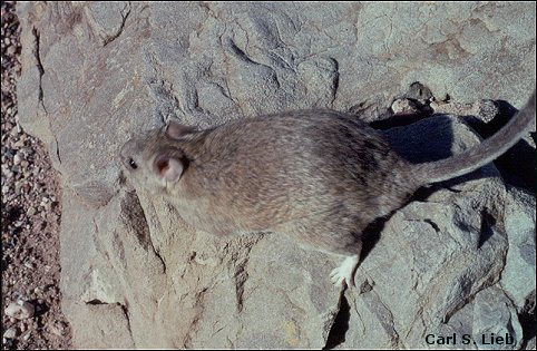 Neotoma leucodon