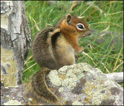 Callospermophilus