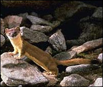 Mustela