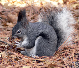 Sciurus