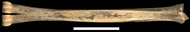 Hemiauchenia