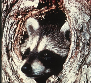 Procyonidae
