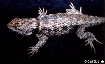 Sceloporus
