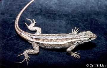 Sceloporus