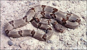 Trimorphodon biscutatus