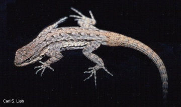 Urosaurus ornatus