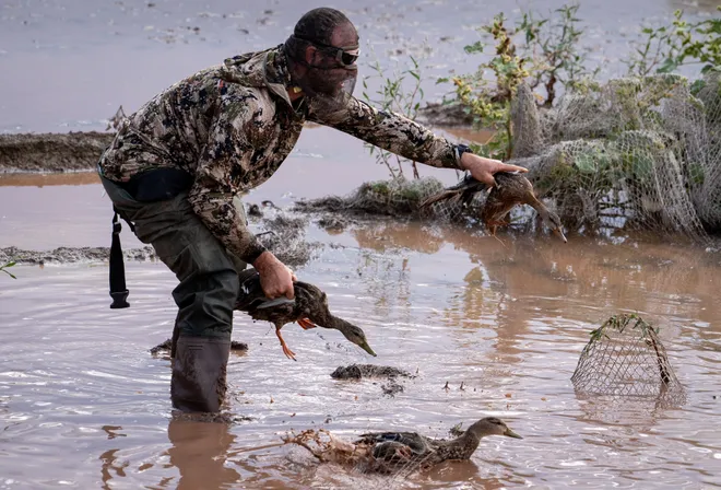 UTEP Professor Launches Project Tracking Duck Biodiversity