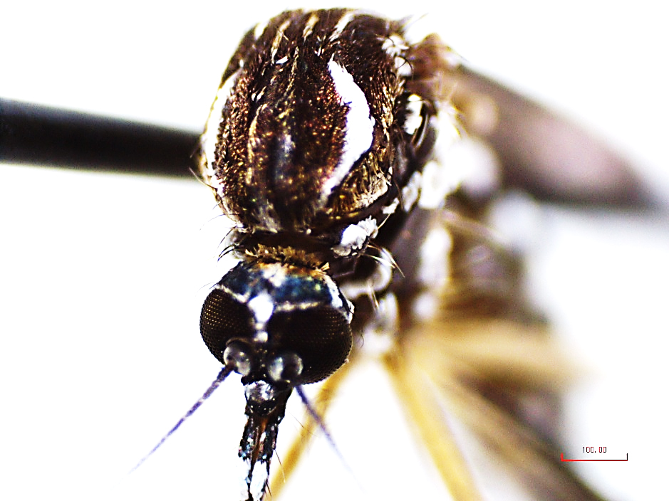 Undergraduate Participation in Bioinformatics Training (UPBiT)